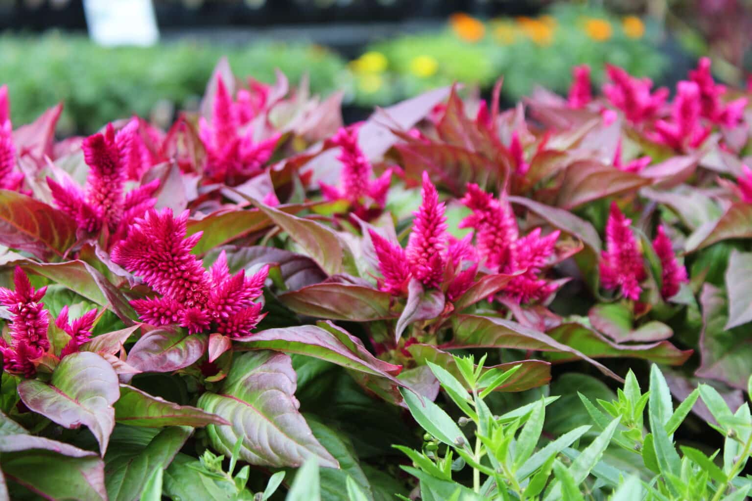 This Week at Buchanan's Native Plants | Houston Texas