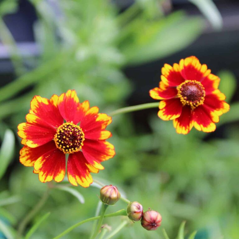 This Week at Buchanan's Native Plants | Houston Texas