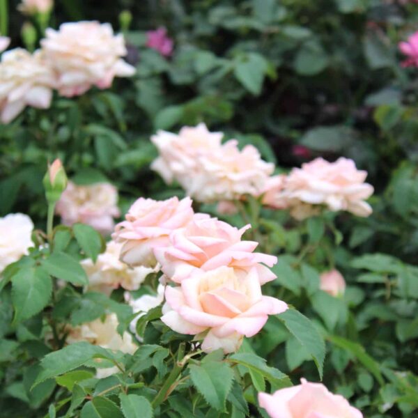 Roses - Buchanan's Native Plants
