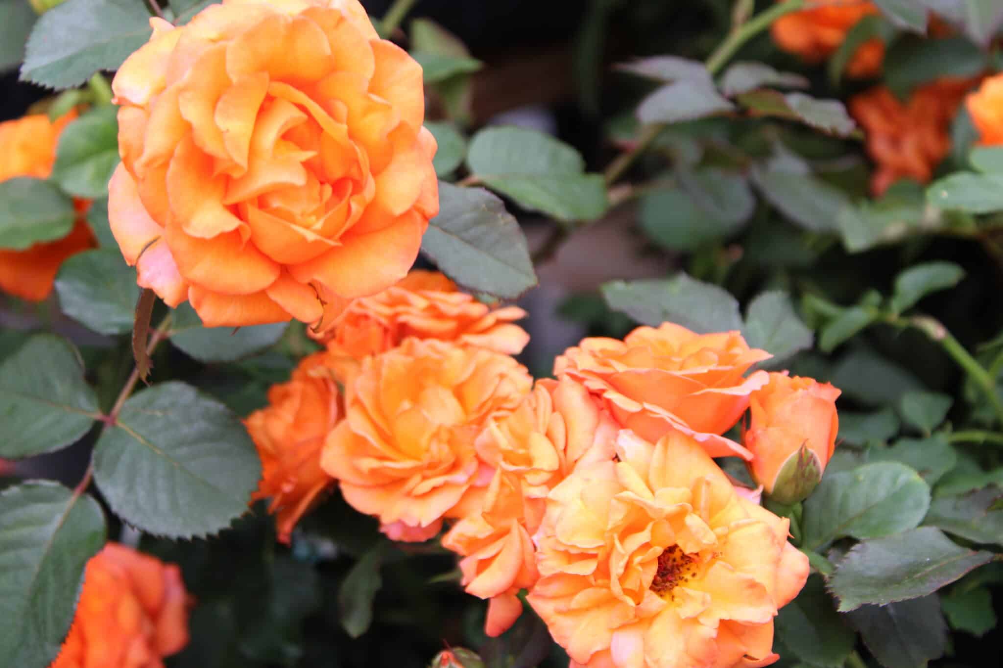 How To Care for Roses in Houston - Buchanan's Native Plants