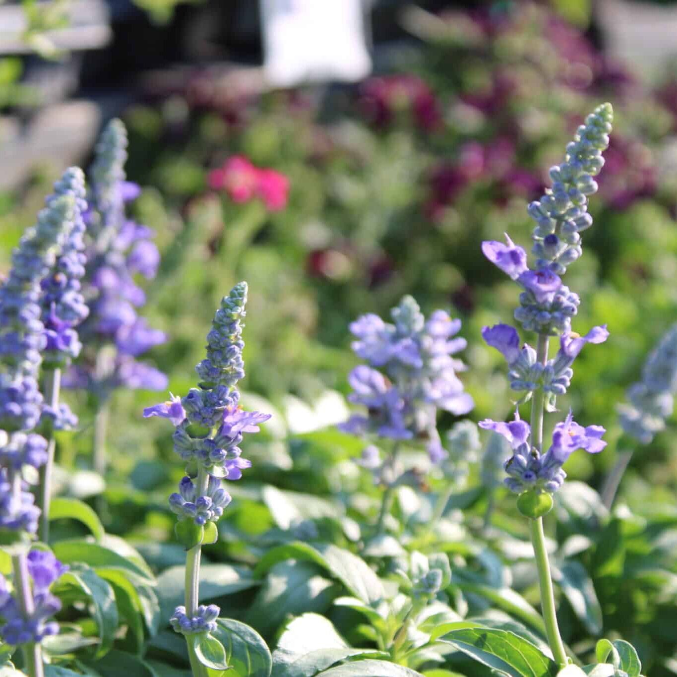 This Week at Buchanan's Native Plants | Houston Texas