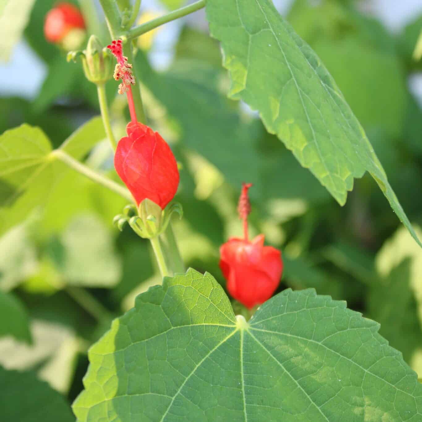 This Week at Buchanan's Native Plants | Houston Texas