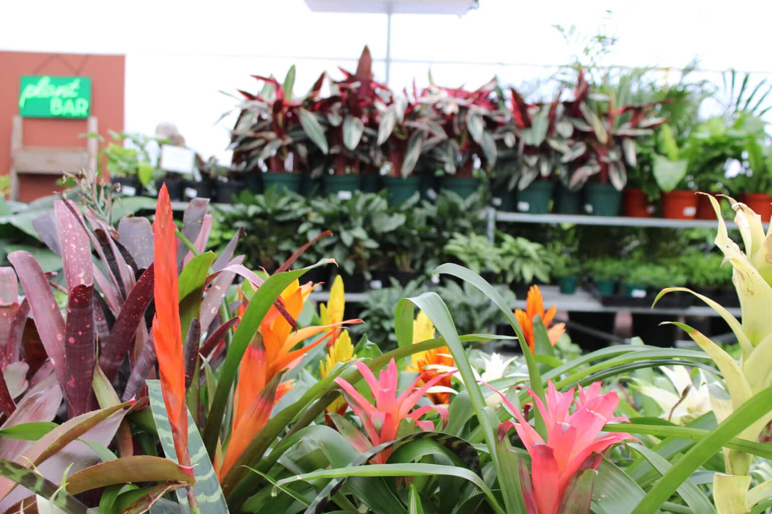 Houseplants - Buchanan's Native Plants