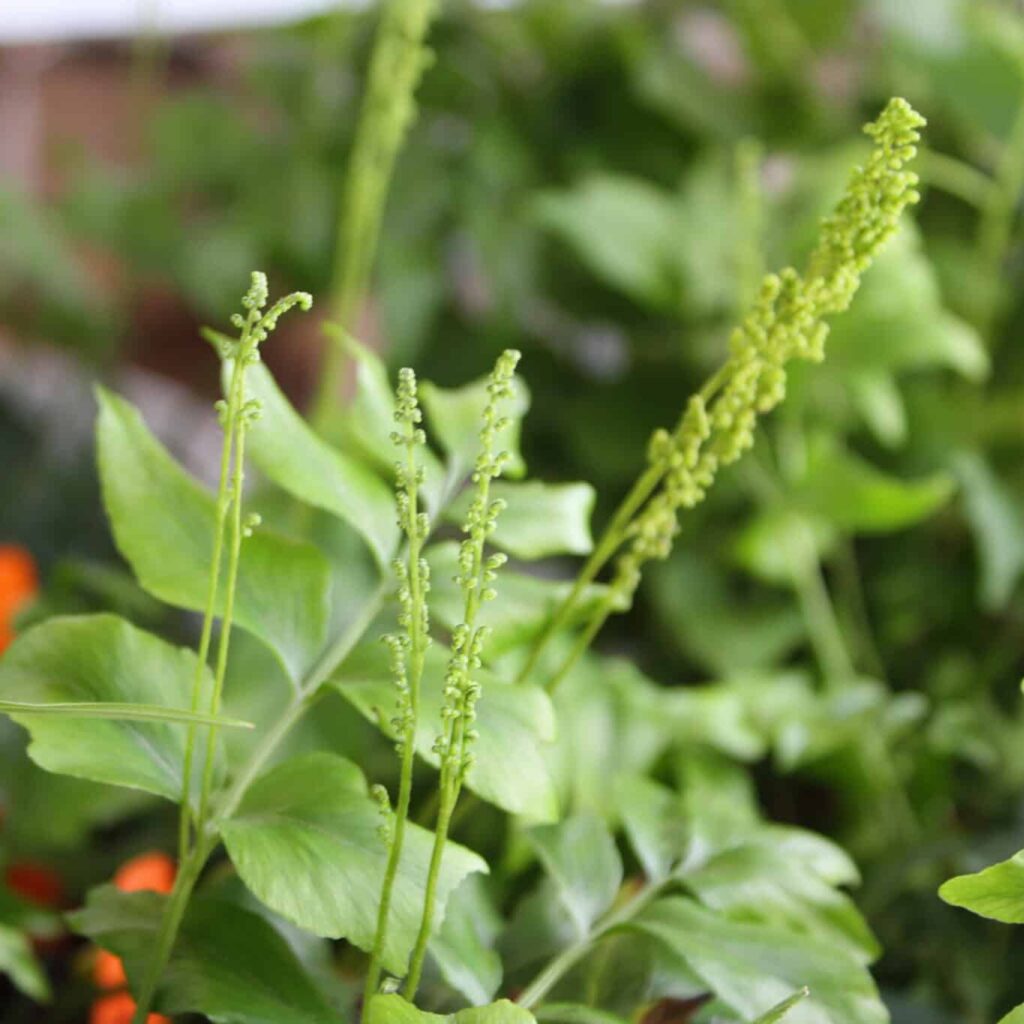 Texas Natives - Buchanan's Native Plants