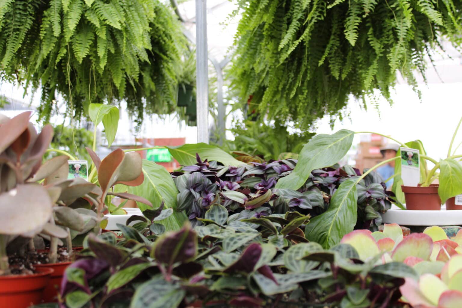 This Week at Buchanan's Native Plants | Houston Texas