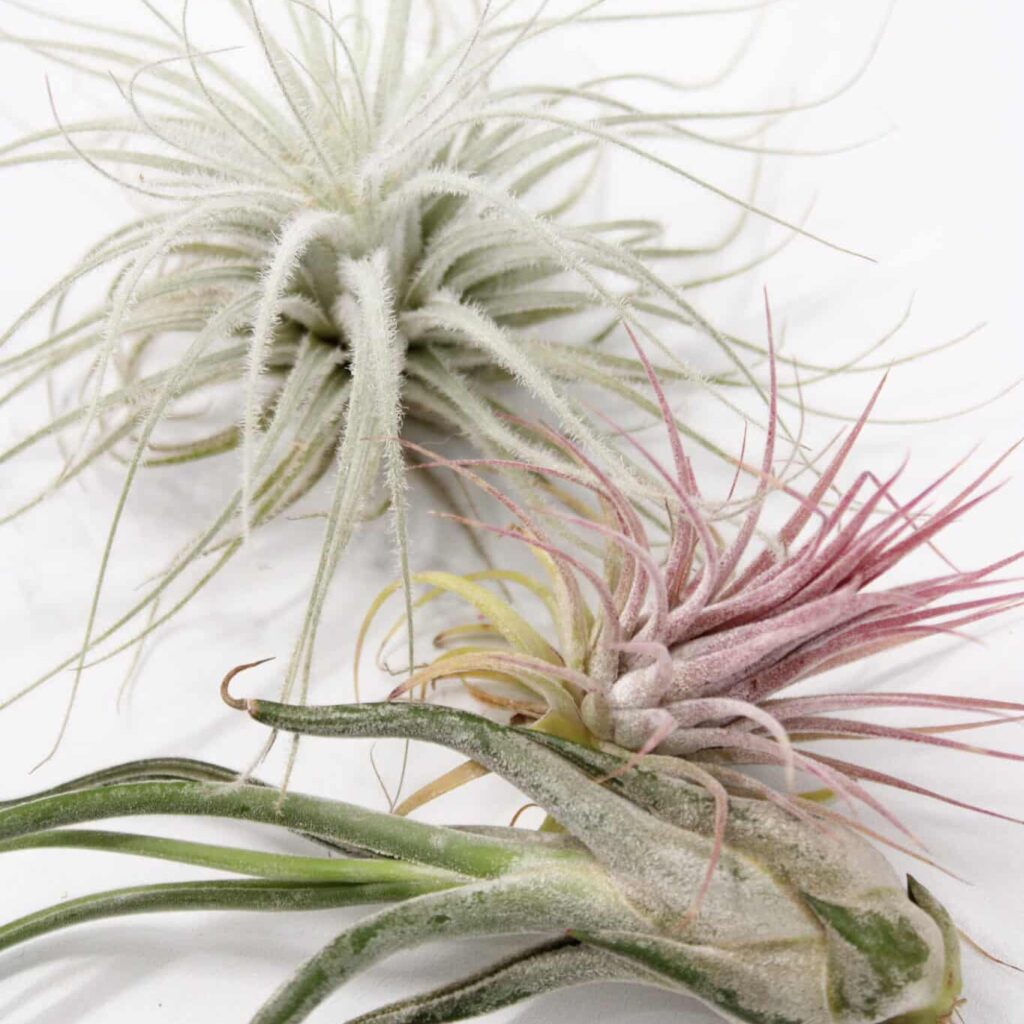 This Week at Buchanan's Native Plants | Houston Texas