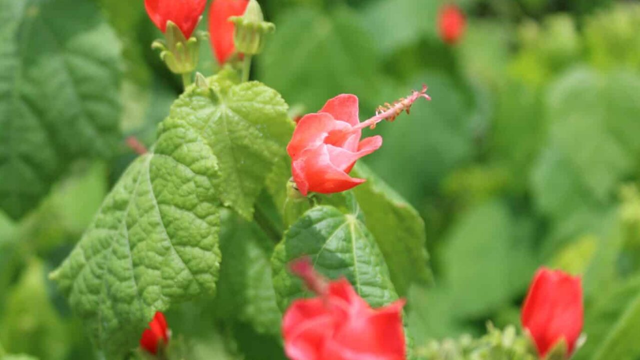 10 Drought-Tolerant Texas Native Plants for Houston - Buchanan's Native ...