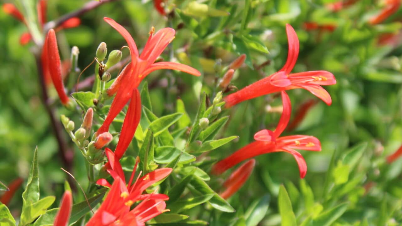 10 Drought-Tolerant Texas Native Plants for Houston - Buchanan's Native ...