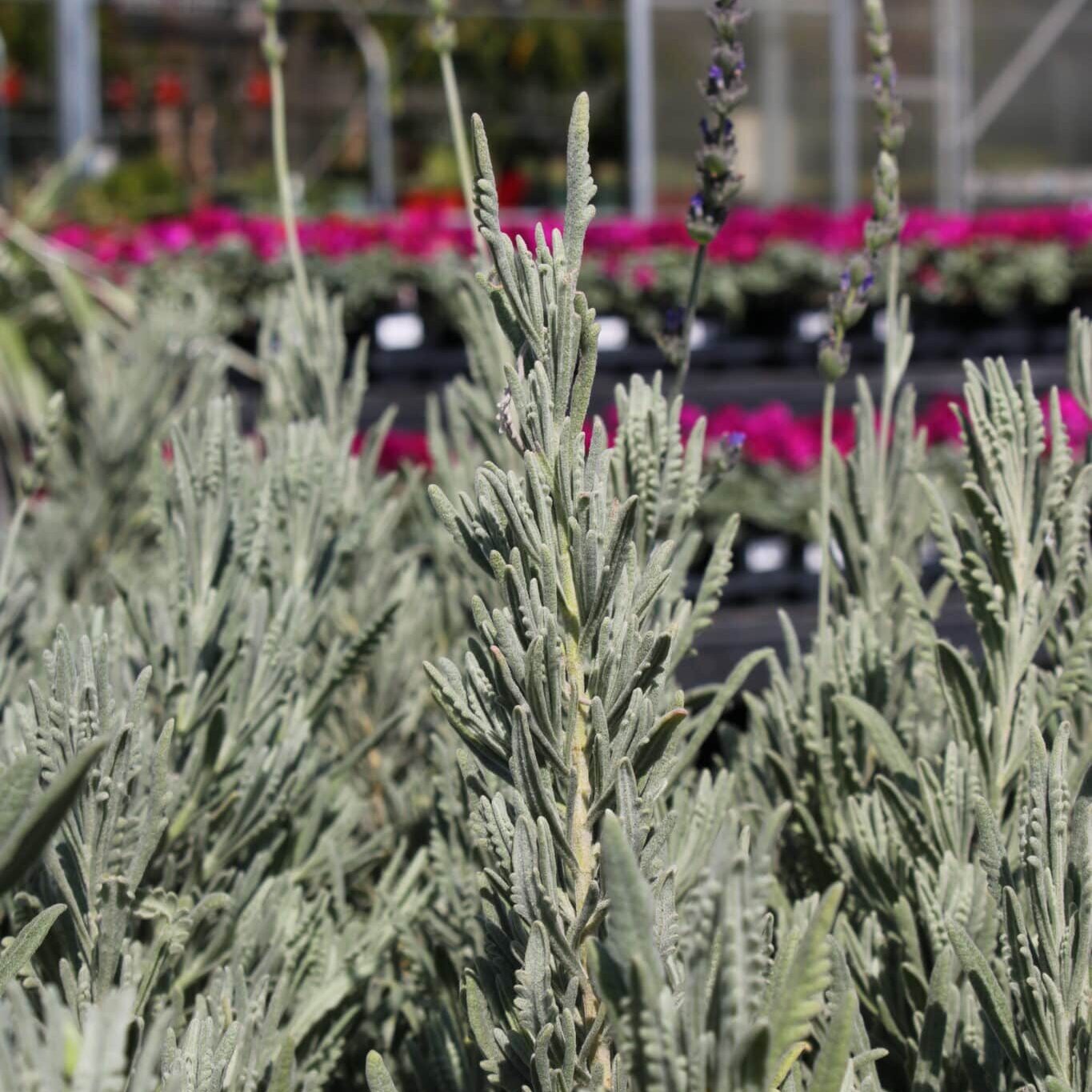 Herbs and Vegetables - Buchanan's Native Plants