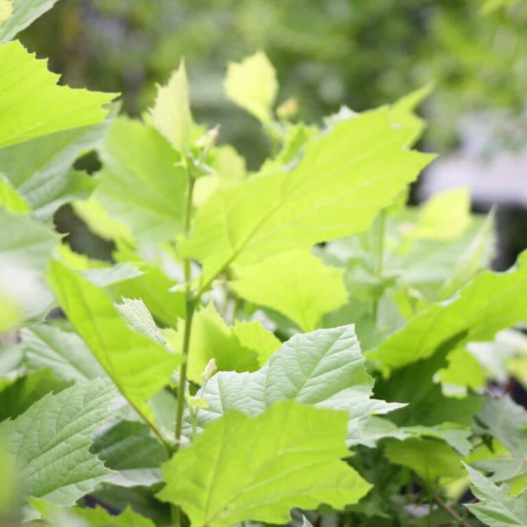 Trees - Buchanan's Native Plants