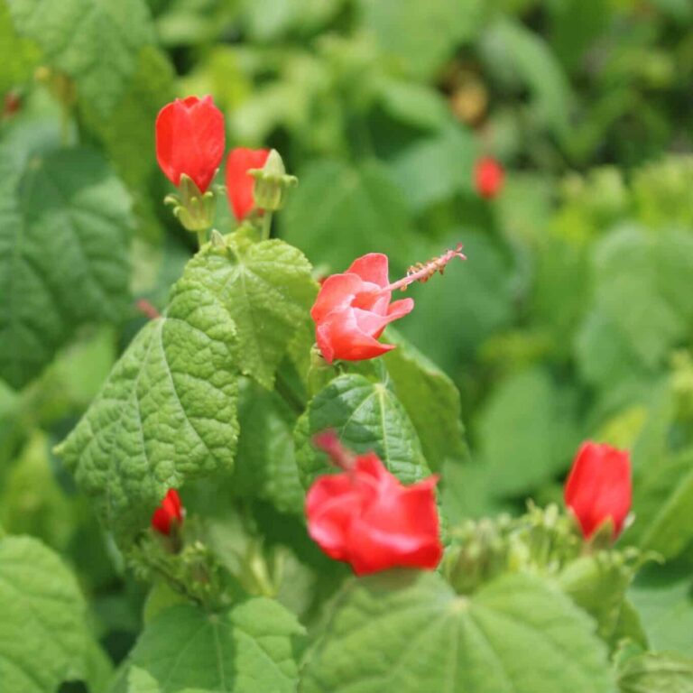 Turk's Cap - Buchanan's Native Plants
