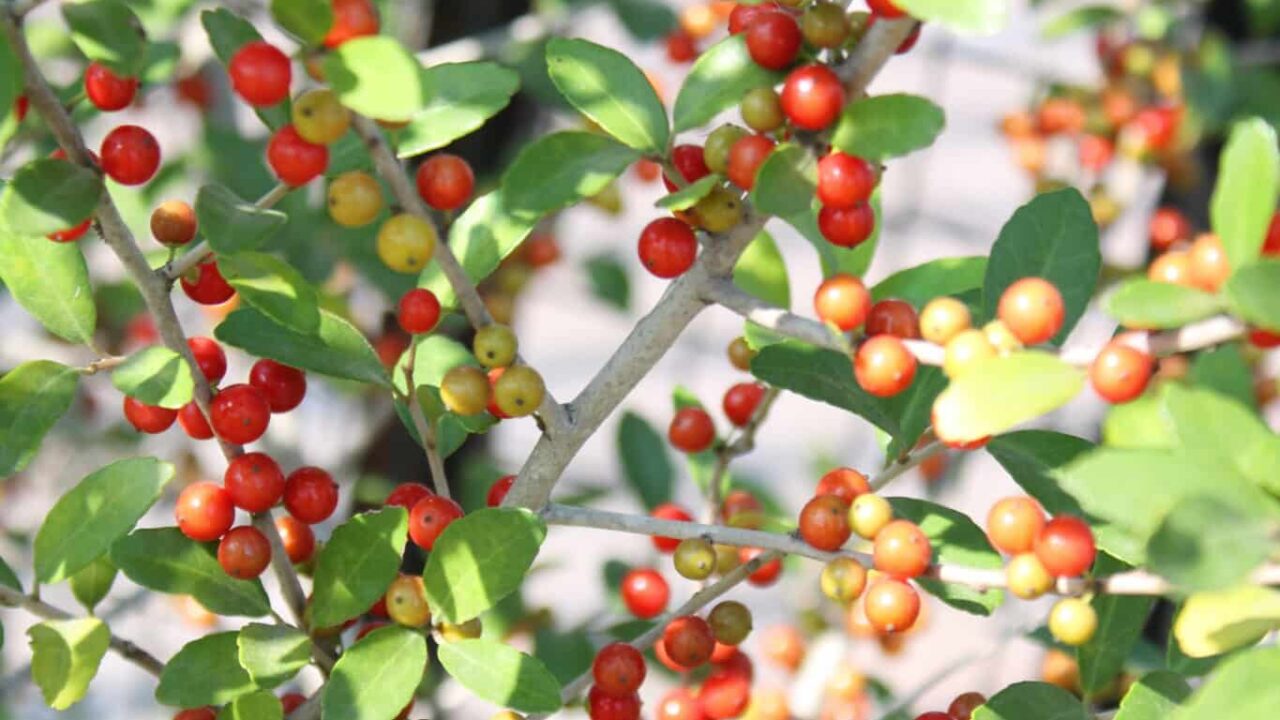 10 Drought-Tolerant Texas Native Plants for Houston - Buchanan's Native ...