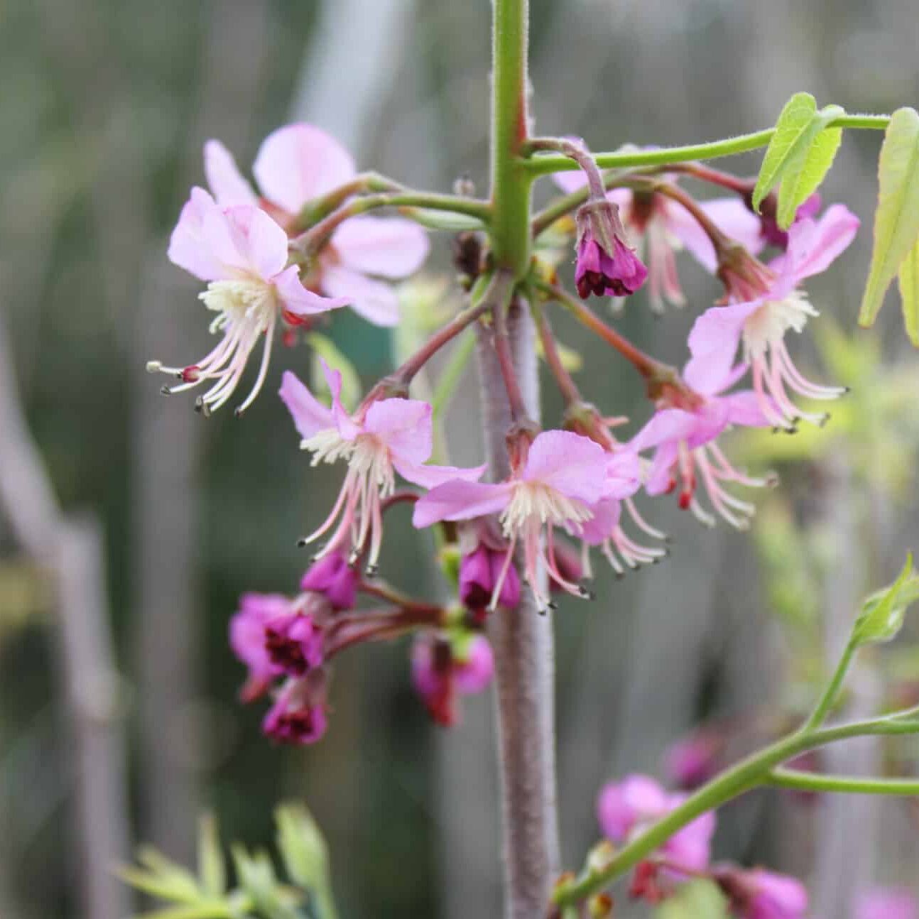 Texas Natives: The Beauty & Benefits of Native Gardening