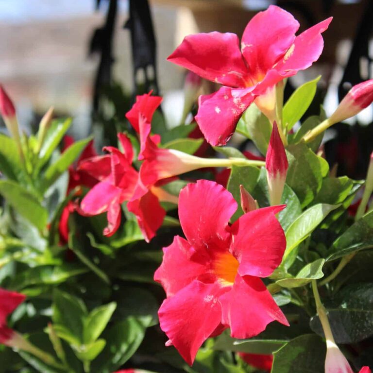 Vines for Growing in Houston: Choosing the right vine for your garden