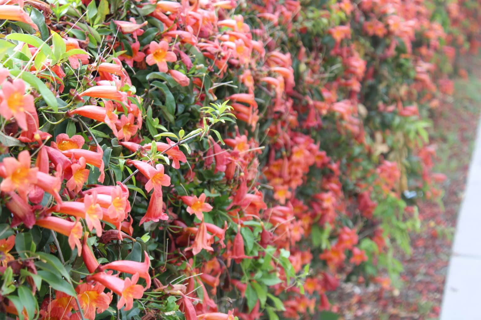 This Week at Buchanan's Native Plants | Houston Texas