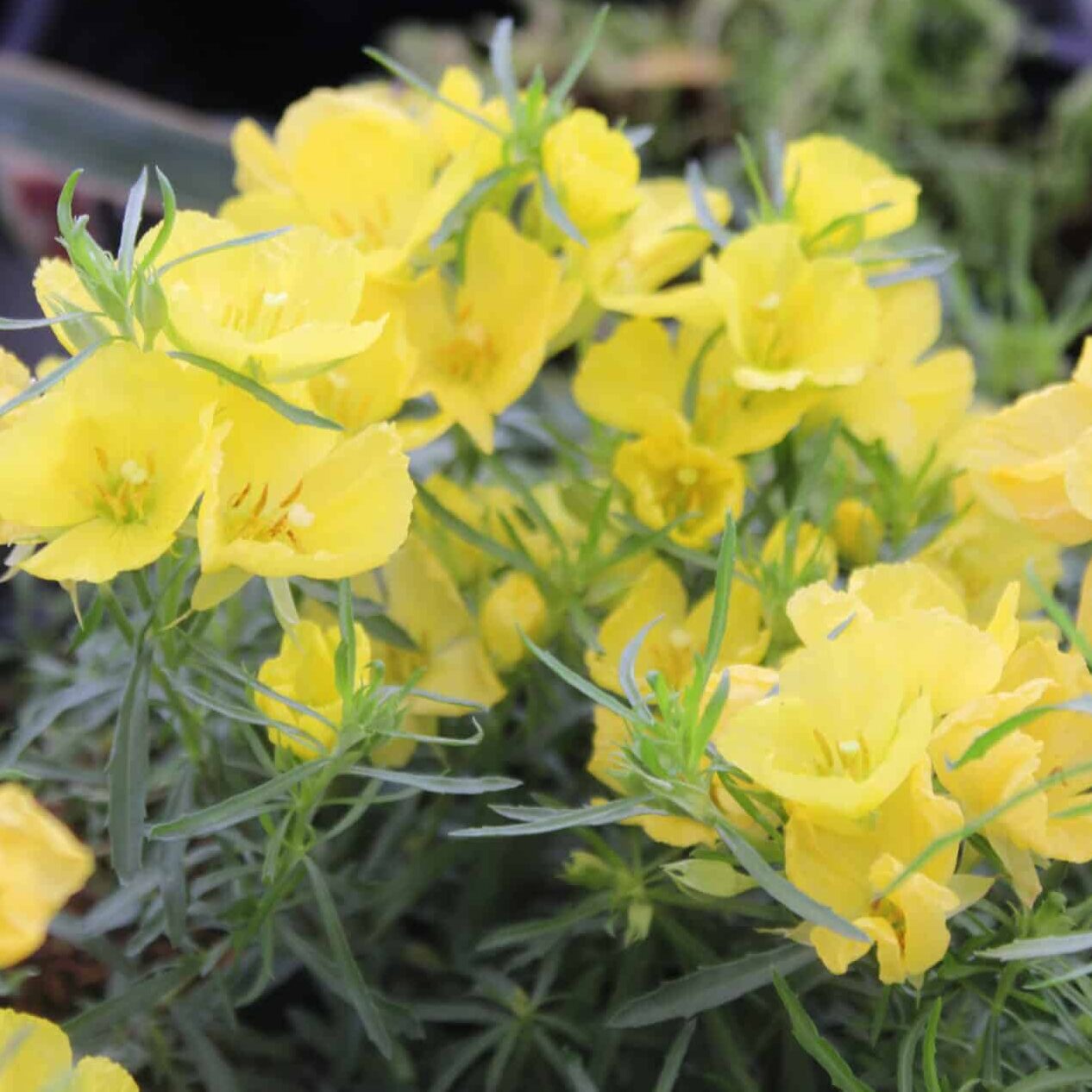 Texas Natives - Buchanan's Native Plants
