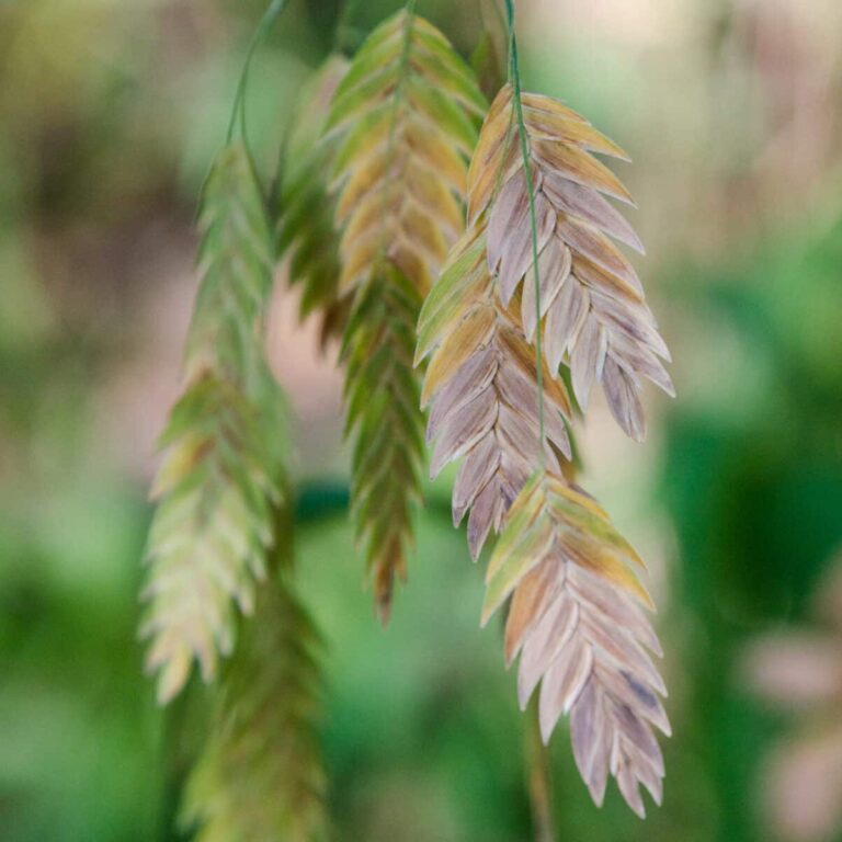 Going Native: Our Top 10 Native Plants for Houston