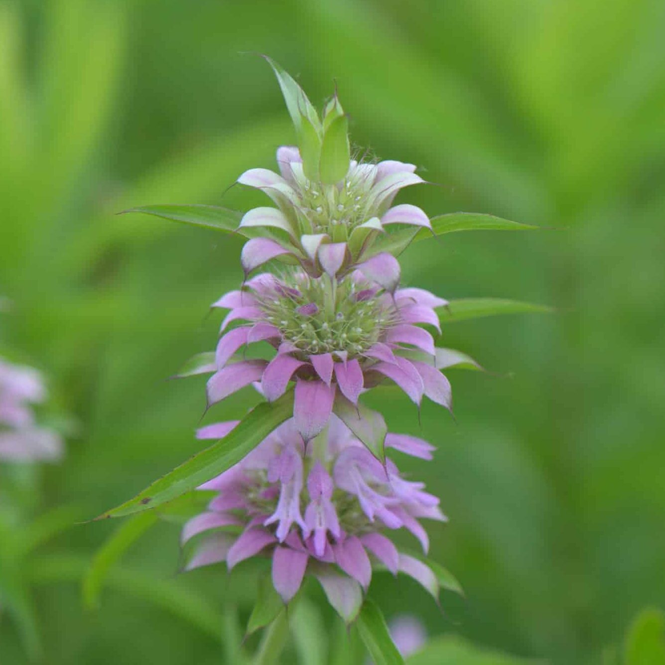 Texas Natives: The Beauty & Benefits of Native Gardening