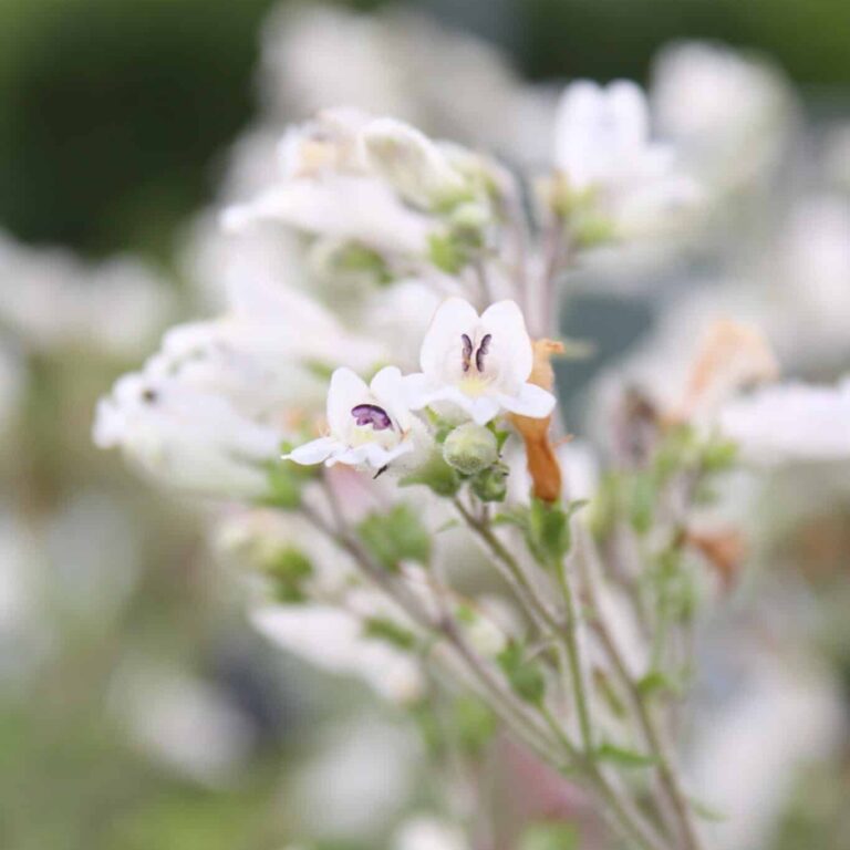 Giant Mississippi Penstemon - Buchanan's Native Plants