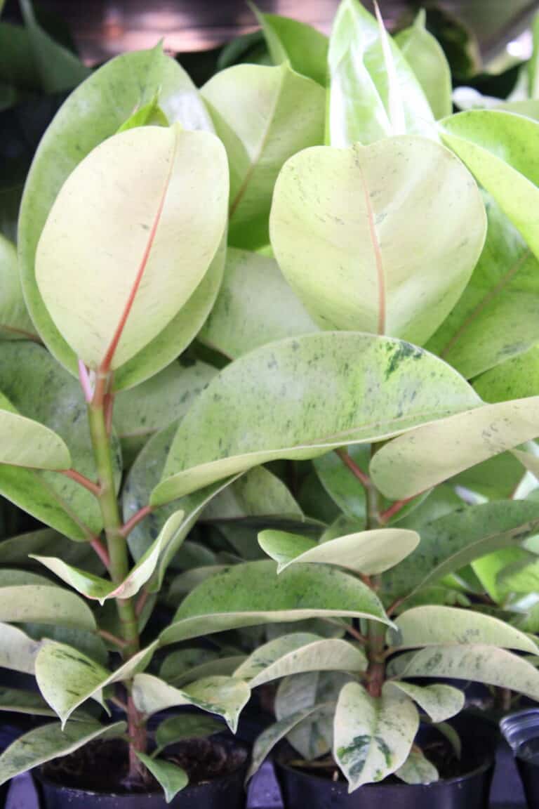 Houseplants - Buchanan's Native Plants