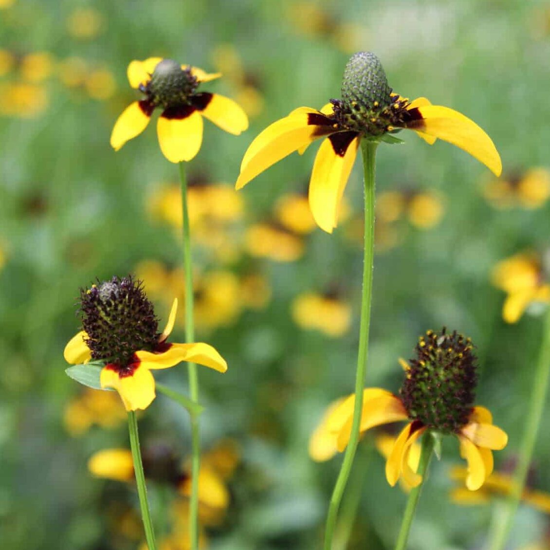 Texas Natives - Buchanan's Native Plants
