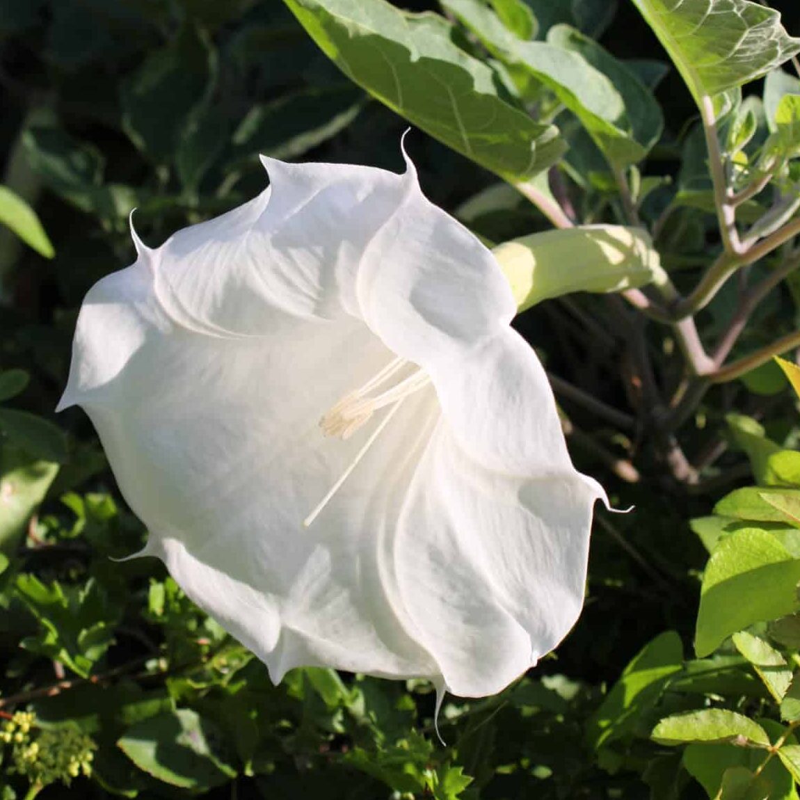 Texas Natives: The Beauty & Benefits of Native Gardening