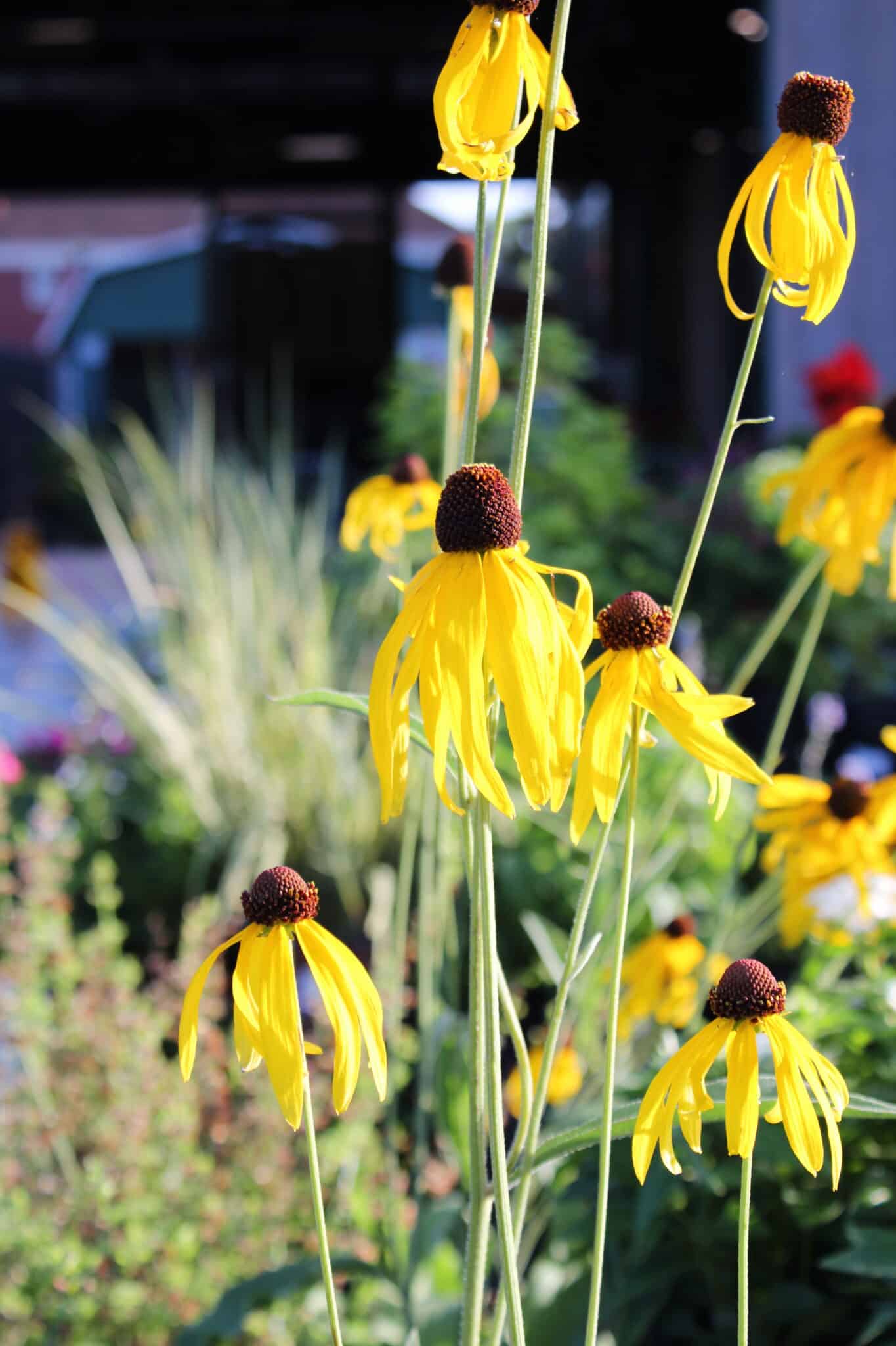 Texas Natives: The Beauty & Benefits of Native Gardening