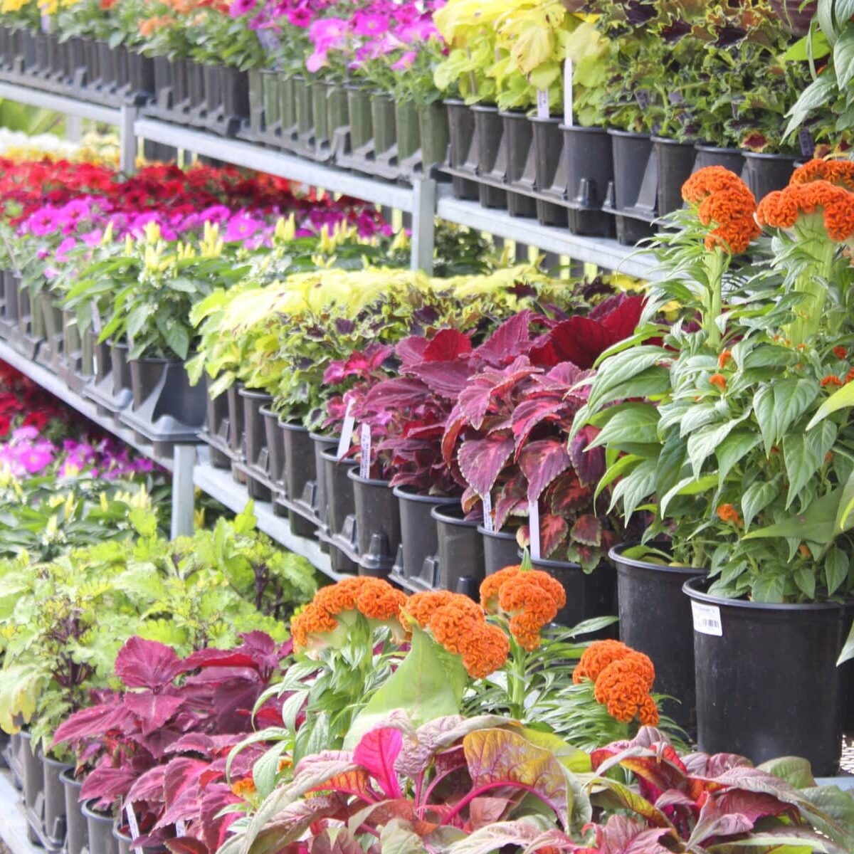 Annuals - Buchanan's Native Plants