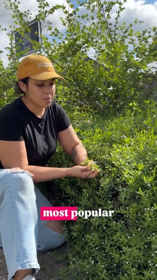 Texas Native Plants - Buchanan's Native Plants